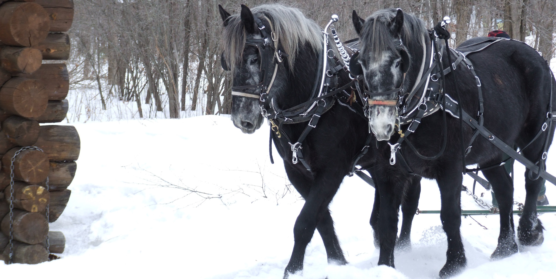 The Forests | Minnesota Historical Society